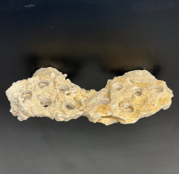 Saltwater Aquascaping: Making a beautiful and functional aquascape ...